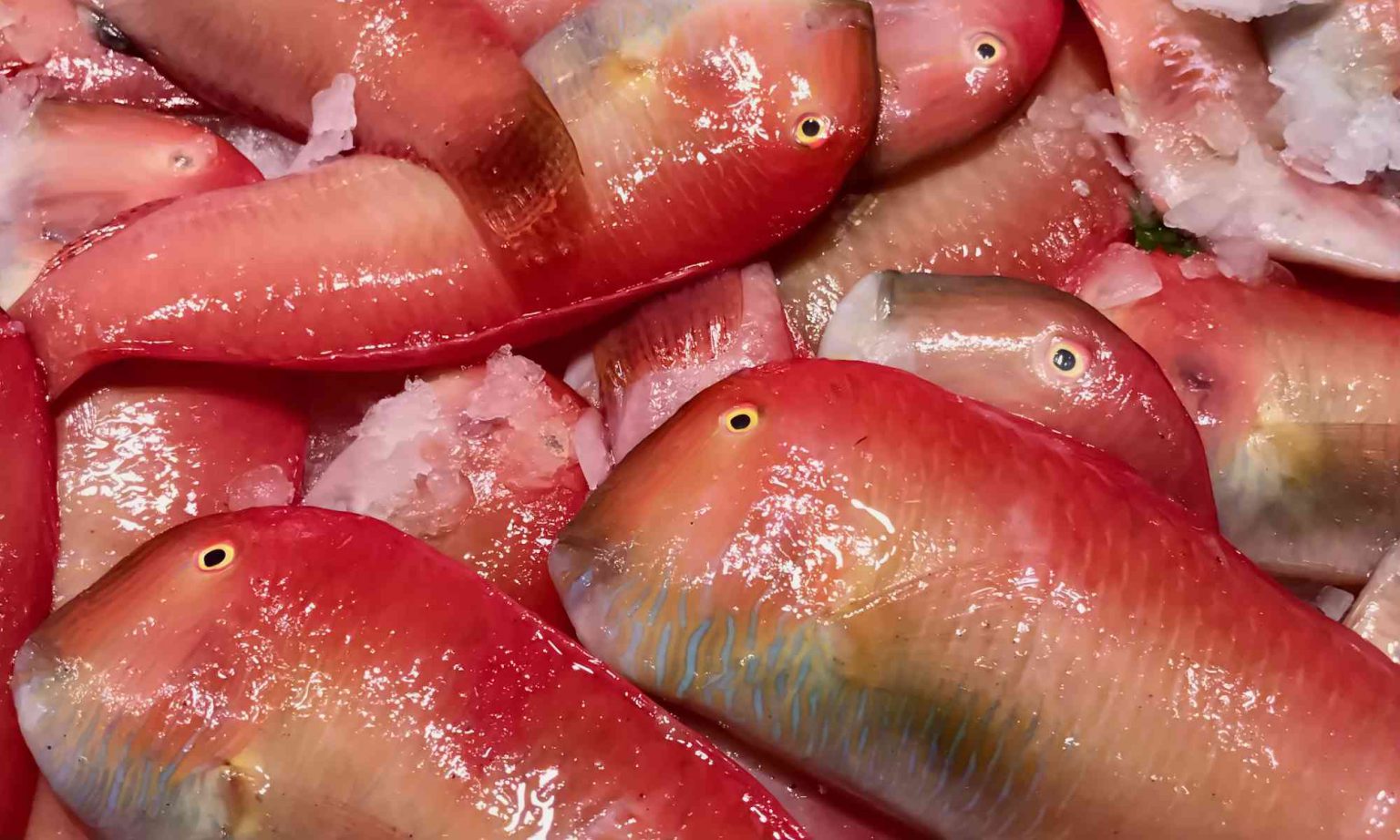 Raor fish at the market - Pollensa Private Chefs